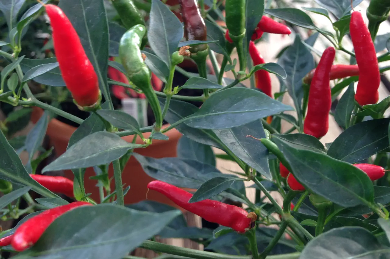 Top Tips for Feeding Chilli Plants